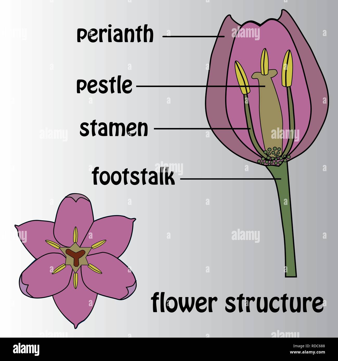 Poster on the theme of the flower structure. Botany. Vector ...