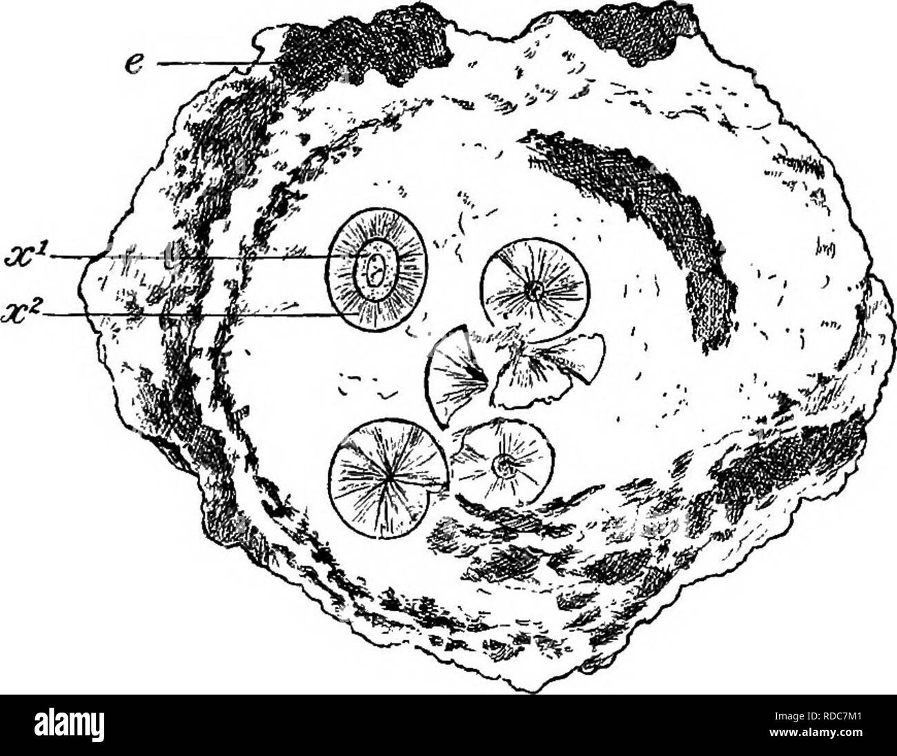 . Fossil plants : for students of botany and geology . Paleobotany. IV ...