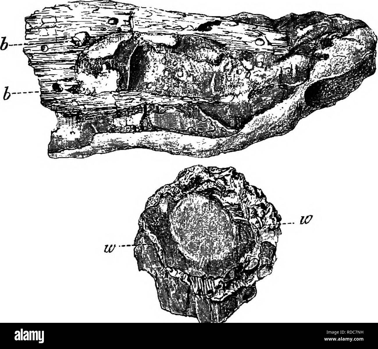 . Fossil plants : for students of botany and geology . Paleobotany. 62 ...
