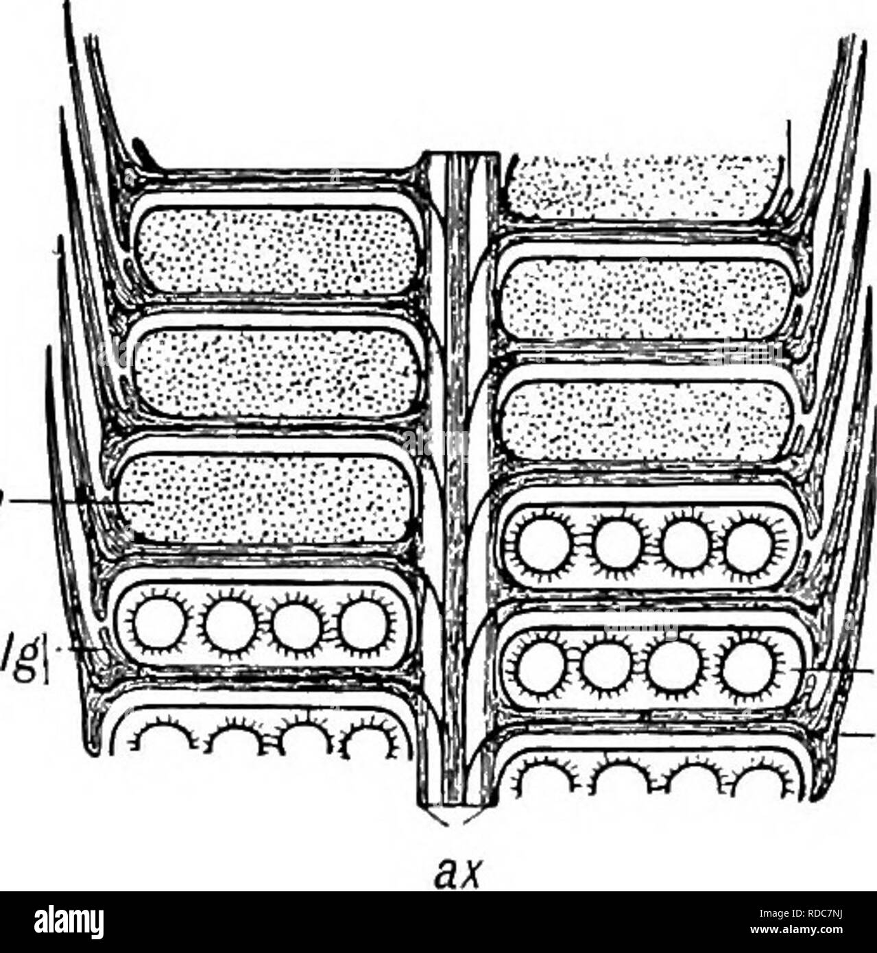 Basal laminae Black and White Stock Photos & Images - Alamy