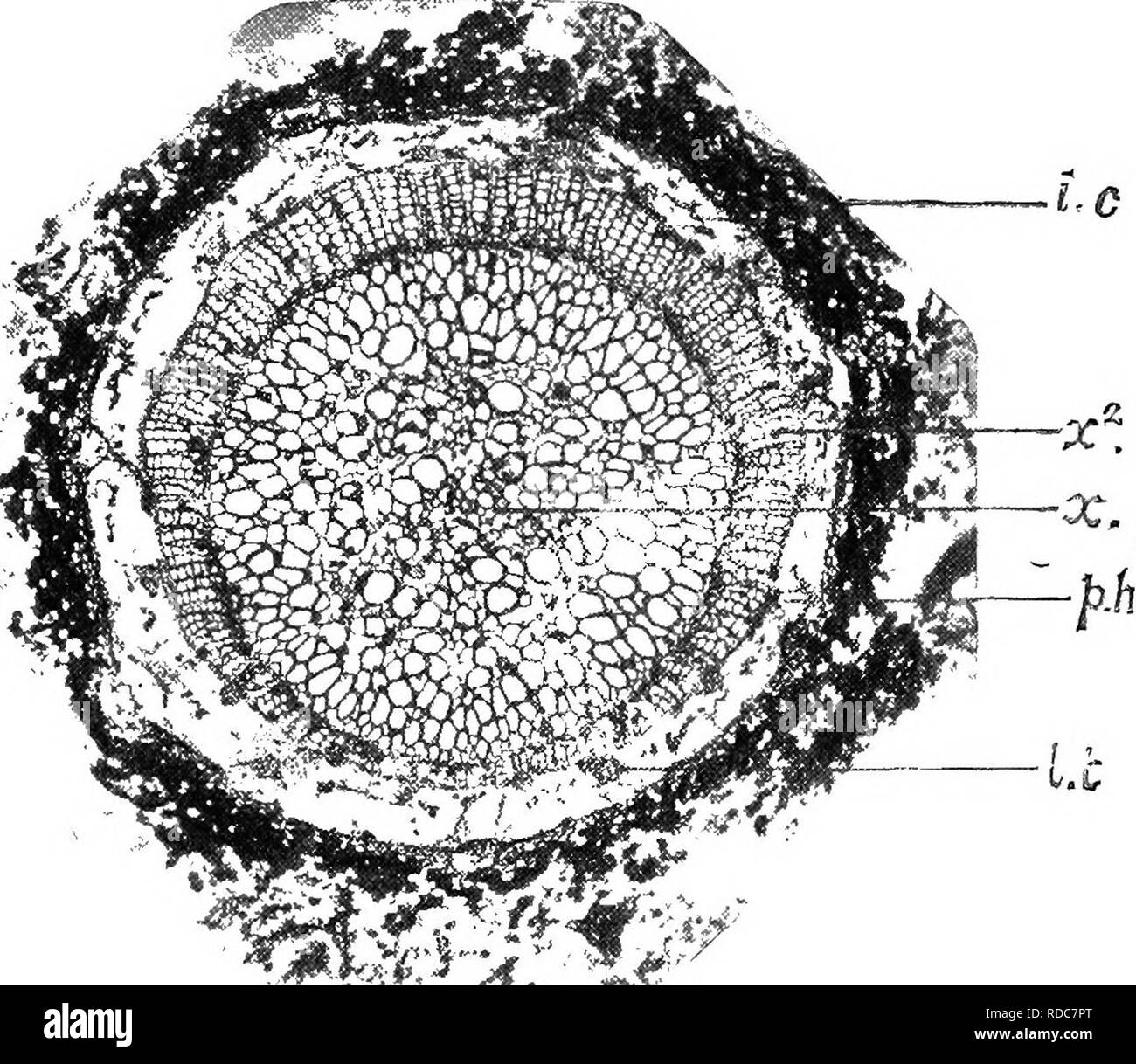 . Studies in fossil botany . Paleobotany. 146 STUDIES IN FOSSIL BOTANY ...