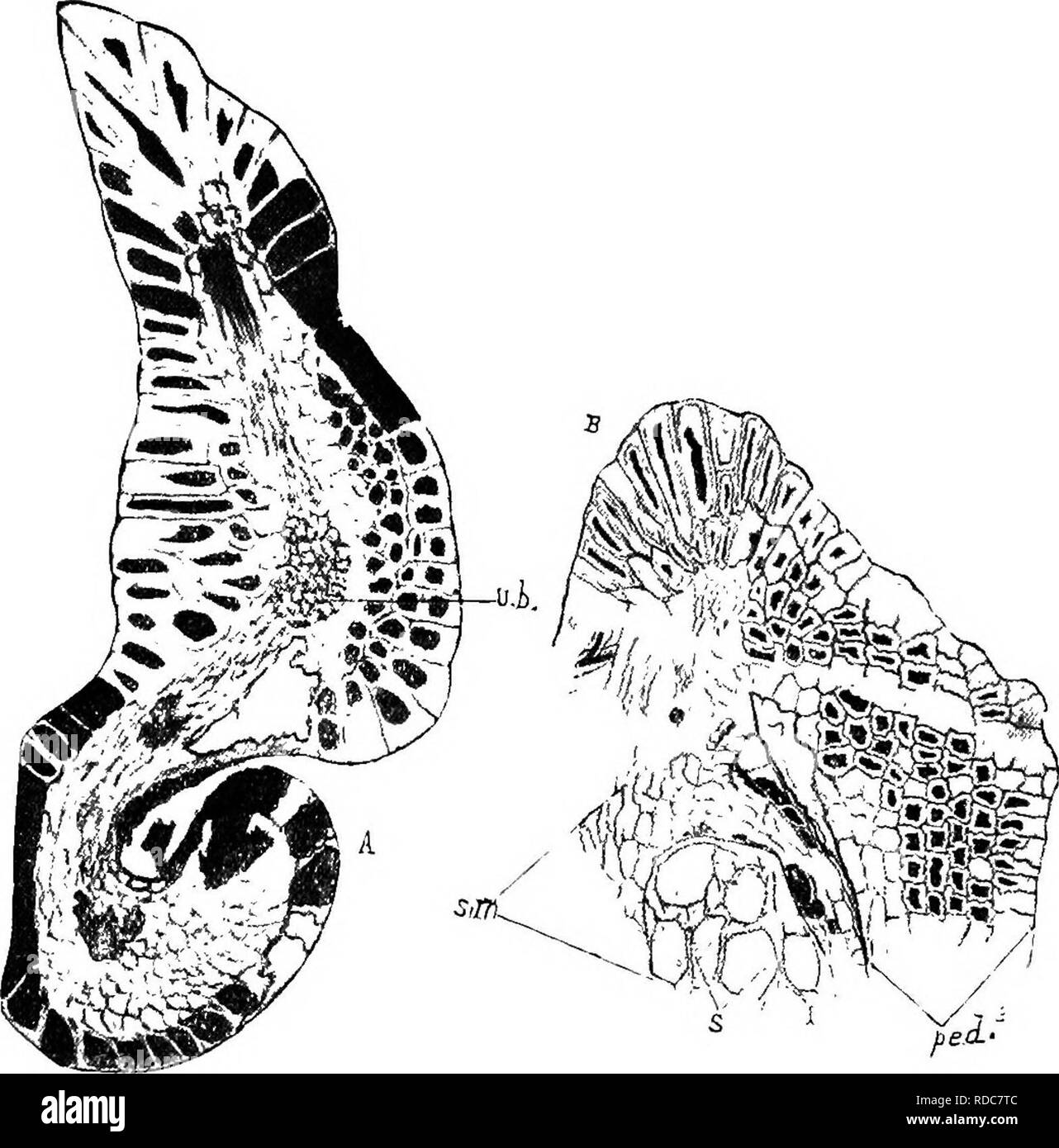 Sphenophyllum hi-res stock photography and images - Alamy