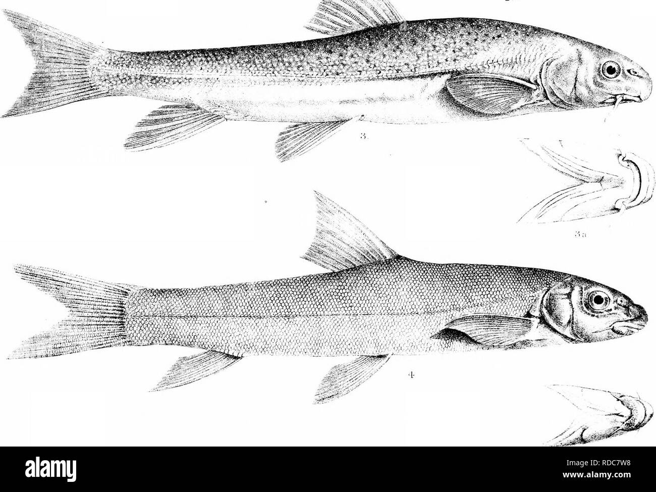 Pygo Black and White Stock Photos & Images - Alamy