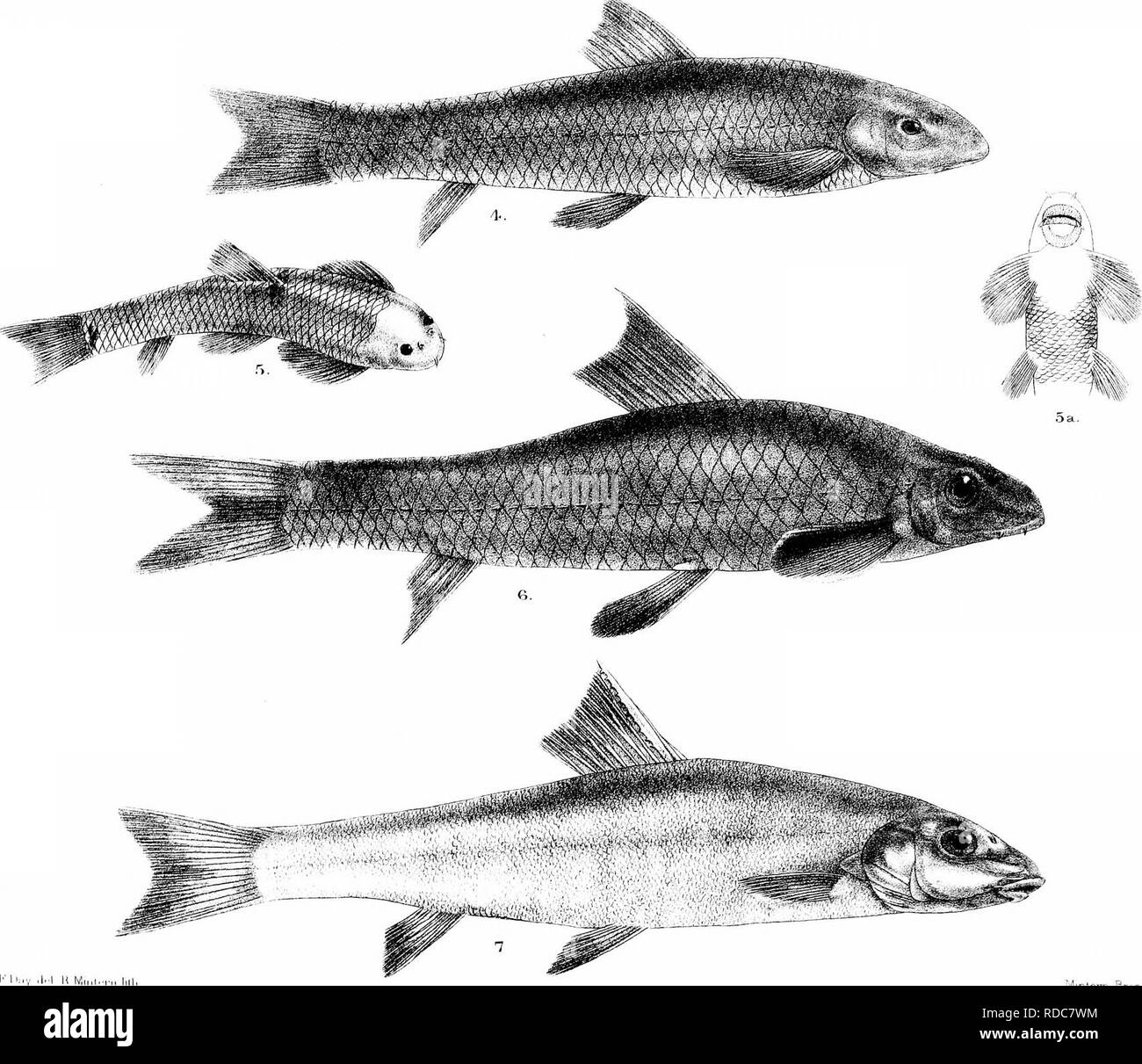 Balitora hi-res stock photography and images - Alamy