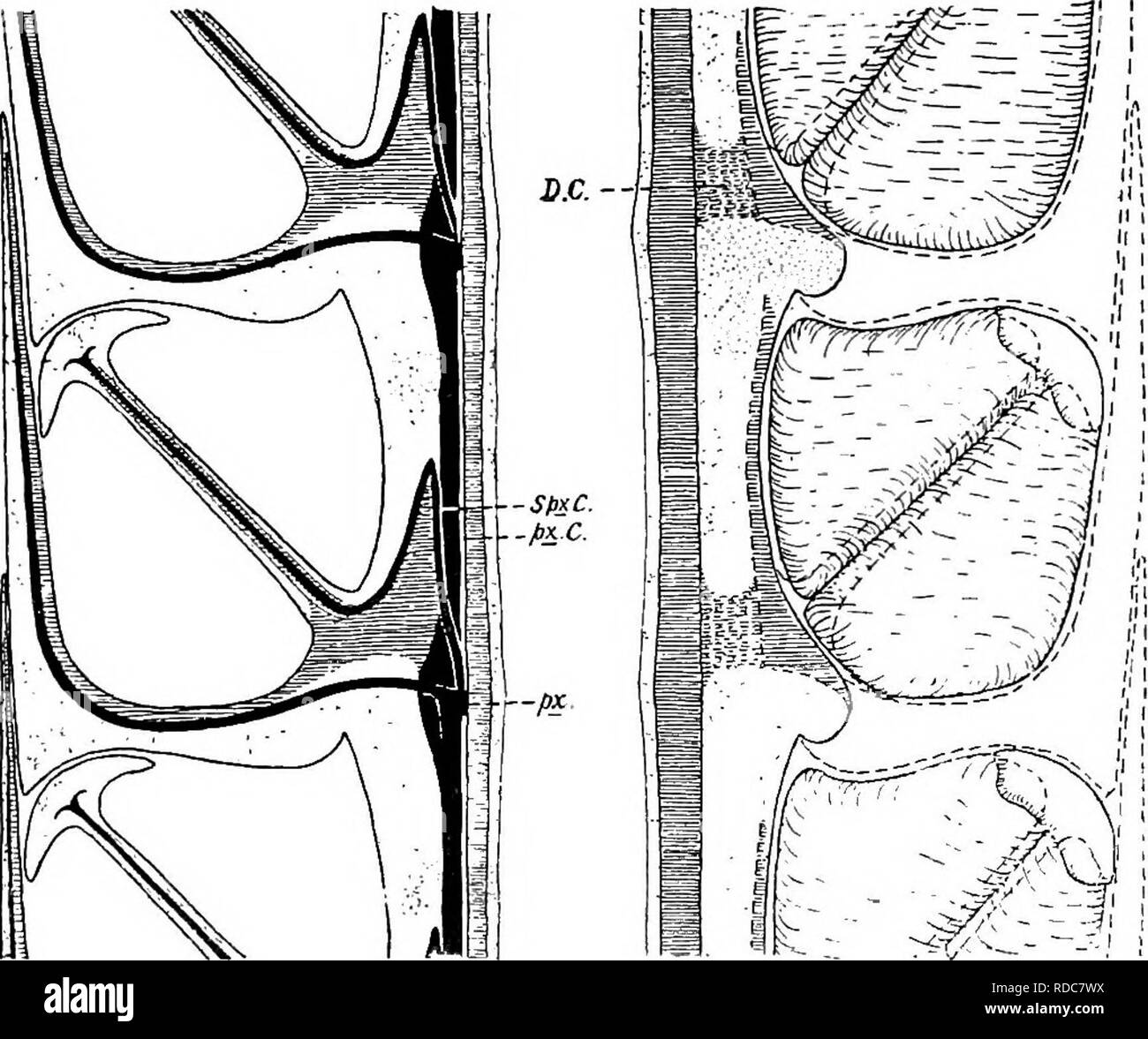 Palaeostachya Black and White Stock Photos & Images - Alamy