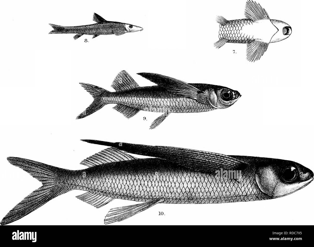 Balitora hi-res stock photography and images - Alamy