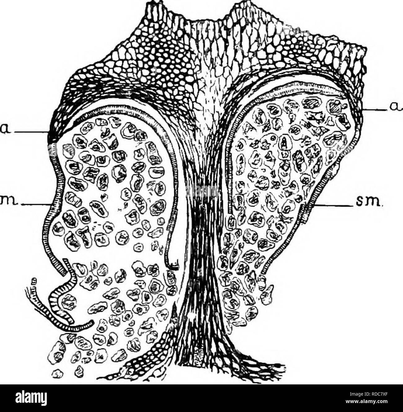 . Studies in fossil botany . Paleobotany. 54 STUDIES IN FOSSIL BOTANY ...