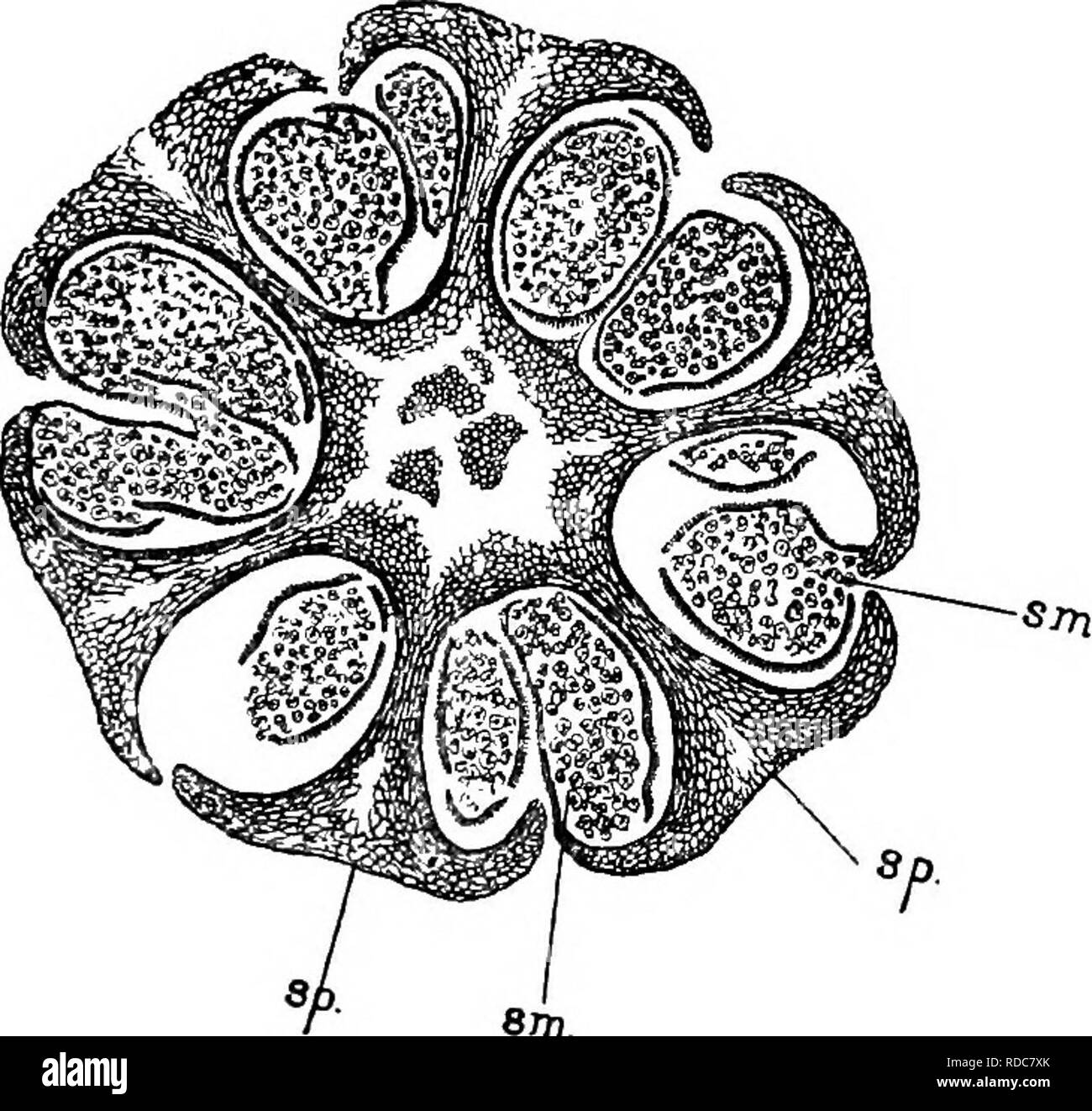 equisetum cone under microscope
