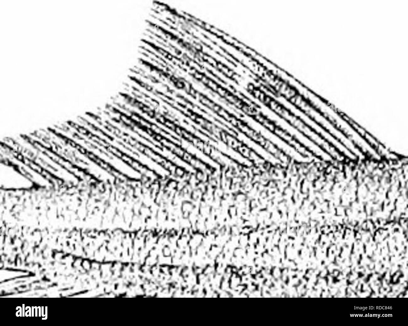 B belone hi-res stock photography and images - Alamy
