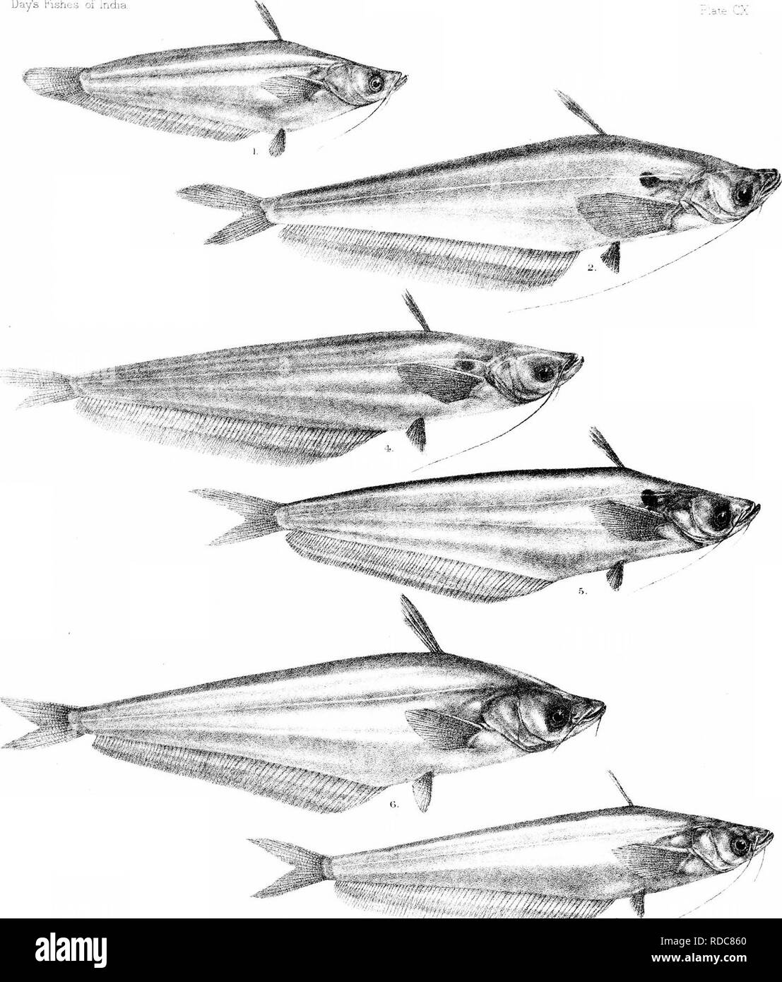 Pabo Black and White Stock Photos & Images - Alamy