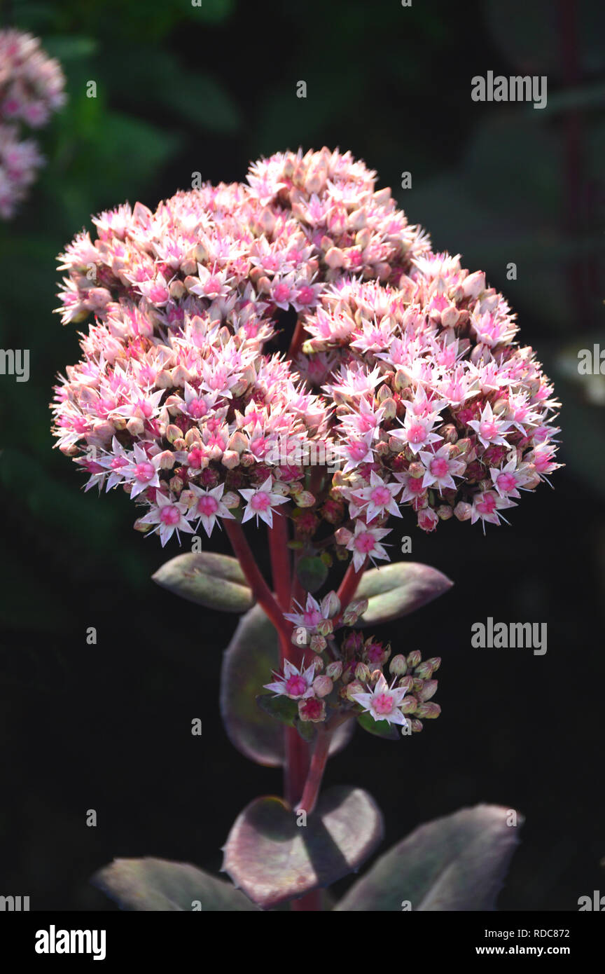 Pink Stonecrop Sedum 'Matrona' grown at RHS Garden Harlow Carr ...