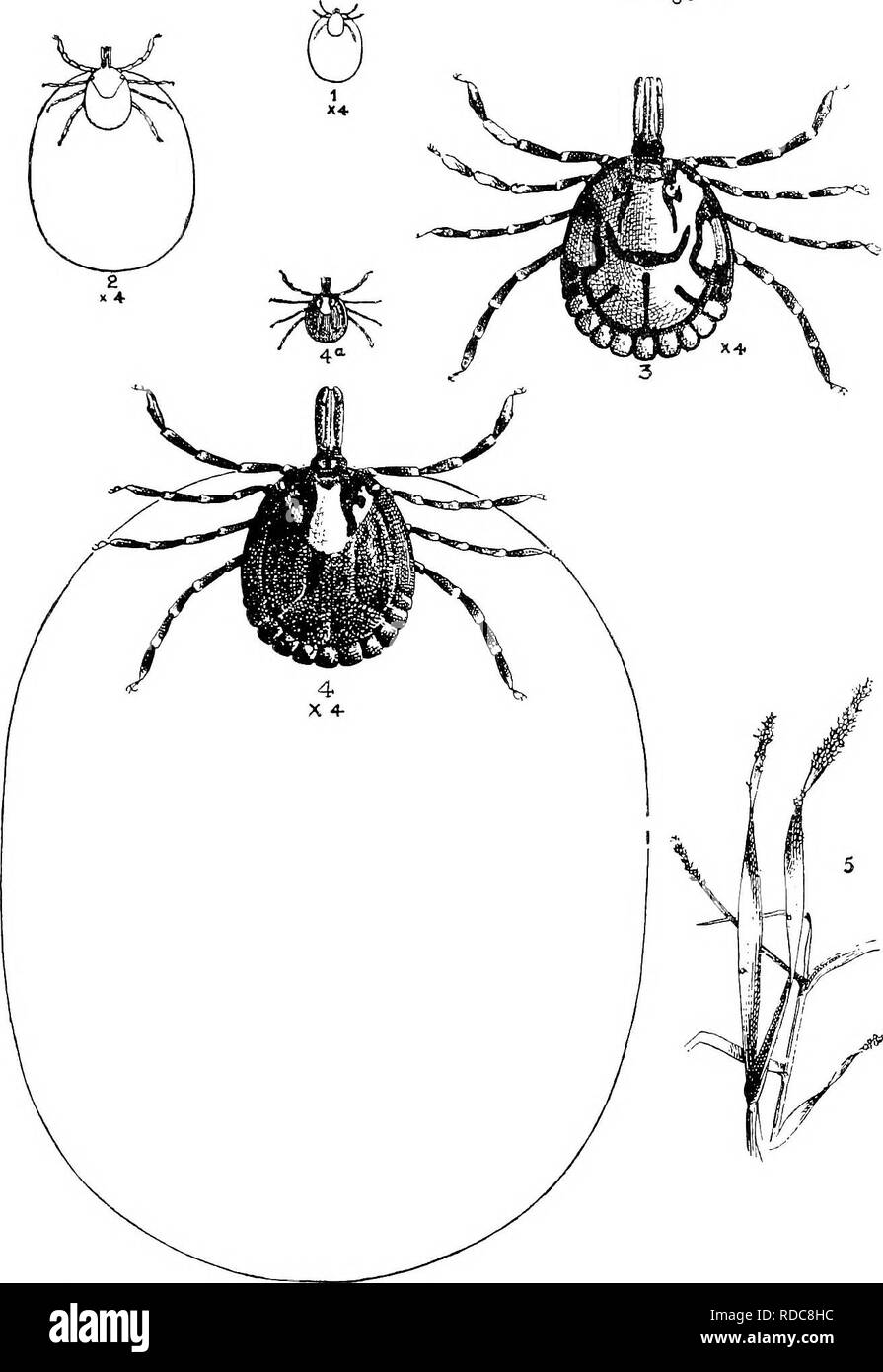 Tick size stages hi-res stock photography and images - Alamy