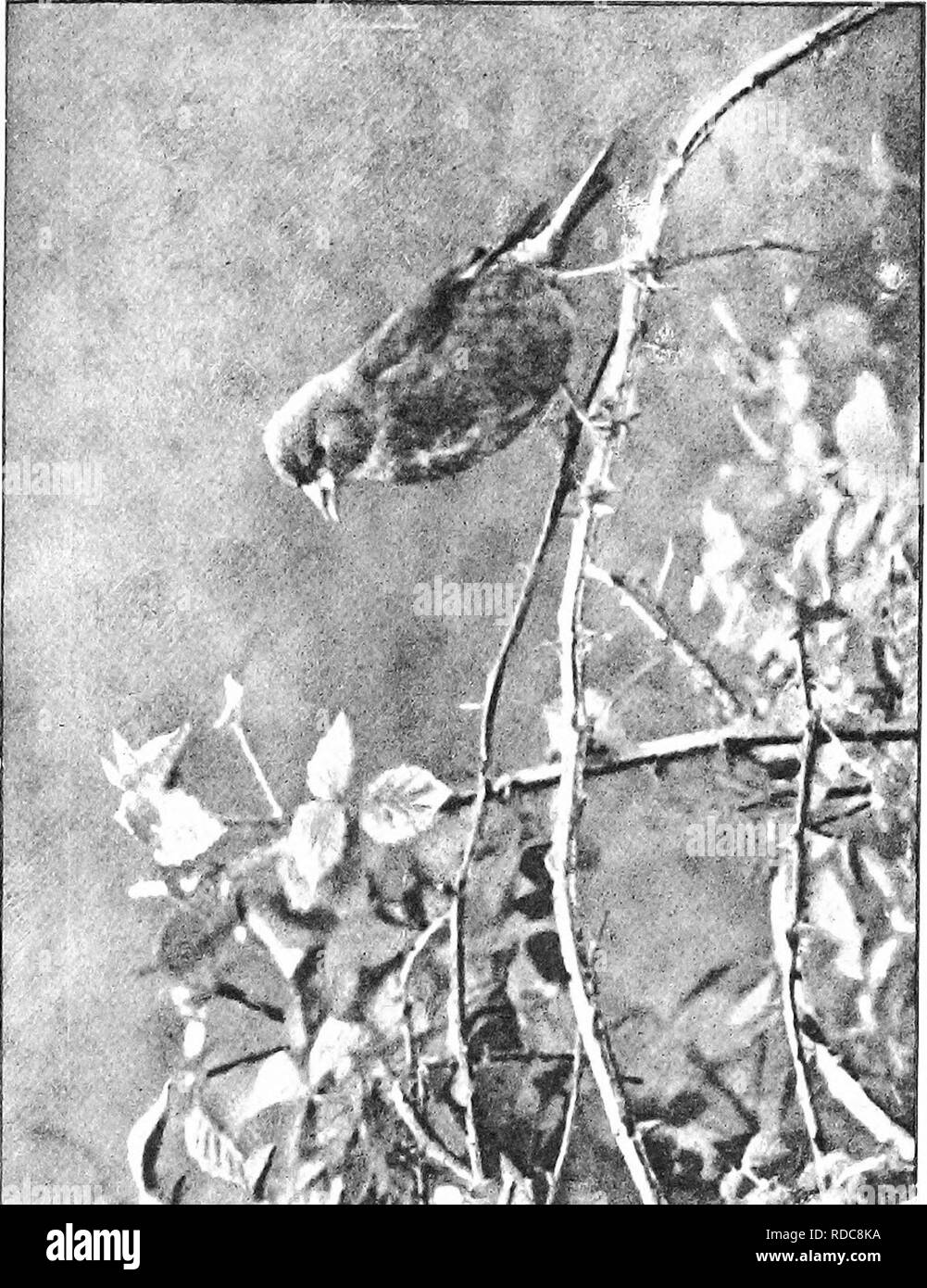 Cherry kearton hi-res stock photography and images - Alamy