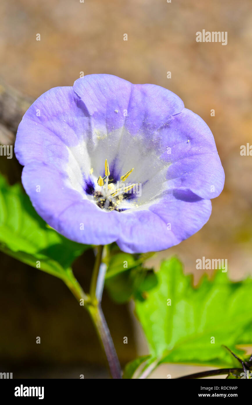 Shoofly plant hi-res stock photography and images - Alamy