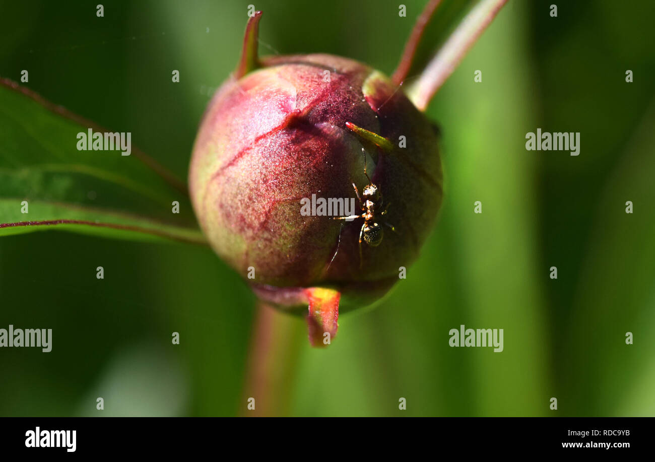 Ant on peony bud Stock Photo - Alamy