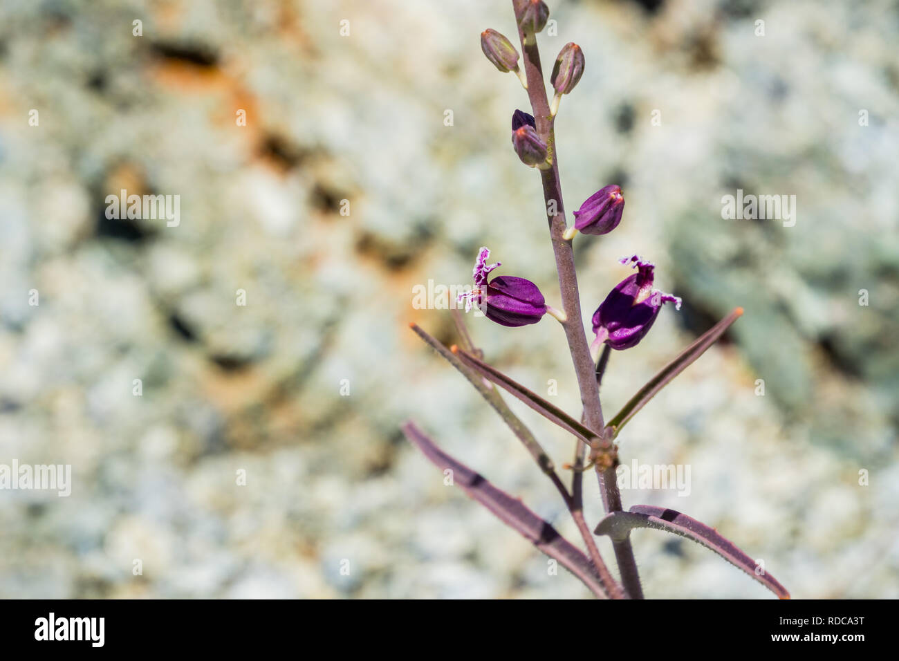Jewelflower (Streptanthus glandulosus) wildflower blooming, blurred ...