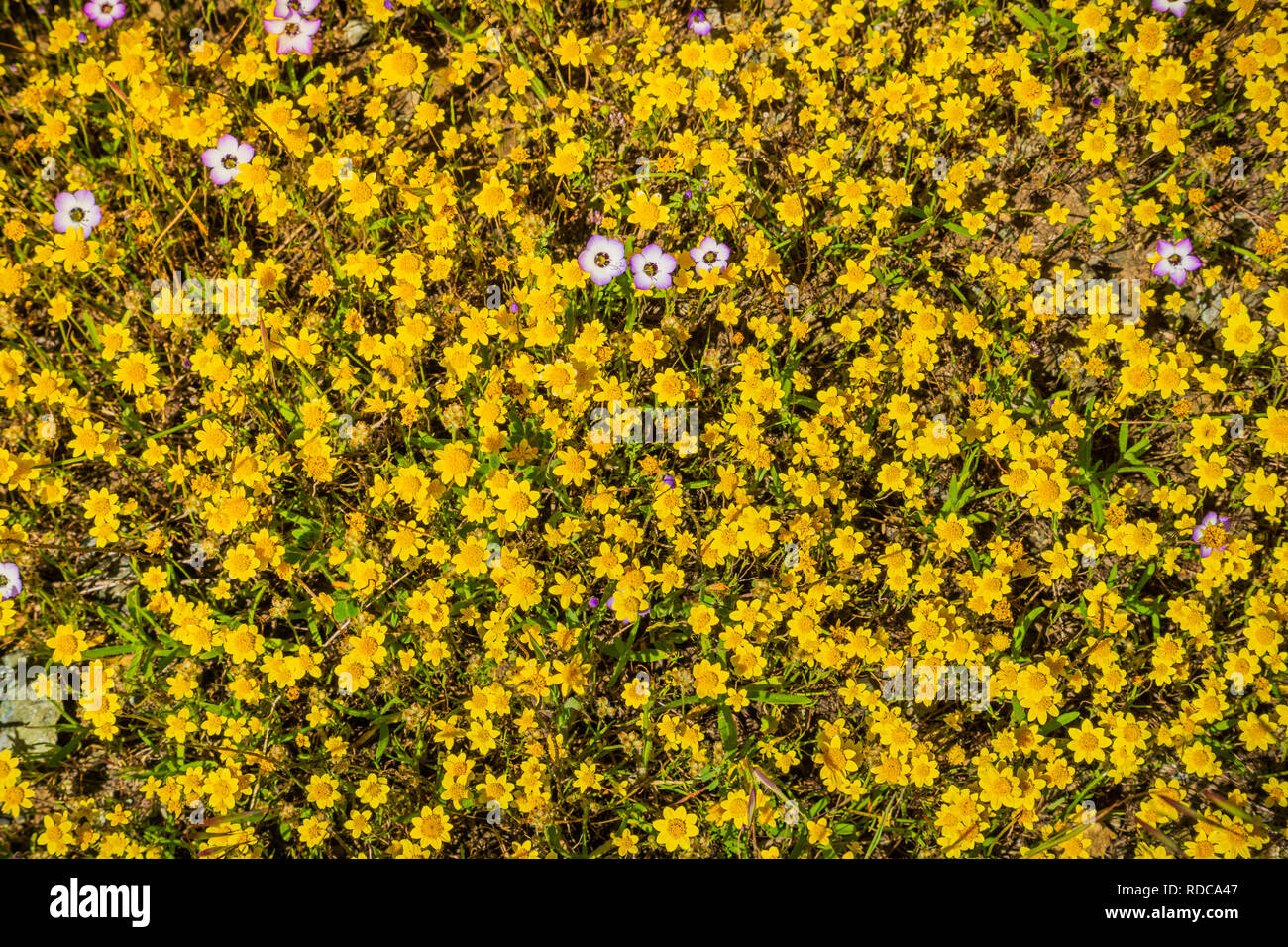 Birds eye view of flower hi-res stock photography and images - Alamy