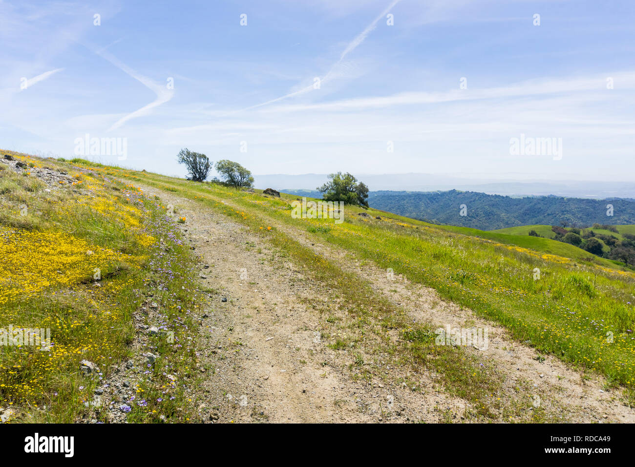 Hiking trail lined up with fresh green grass and colorful wildflowers ...