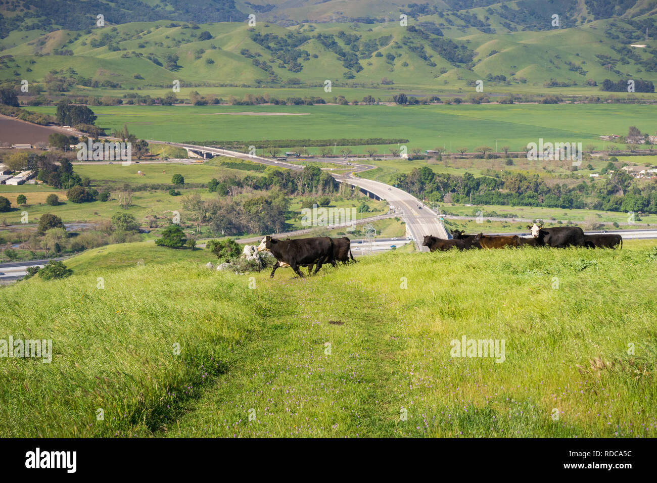 Agricultural plots livestock hi-res stock photography and images - Alamy