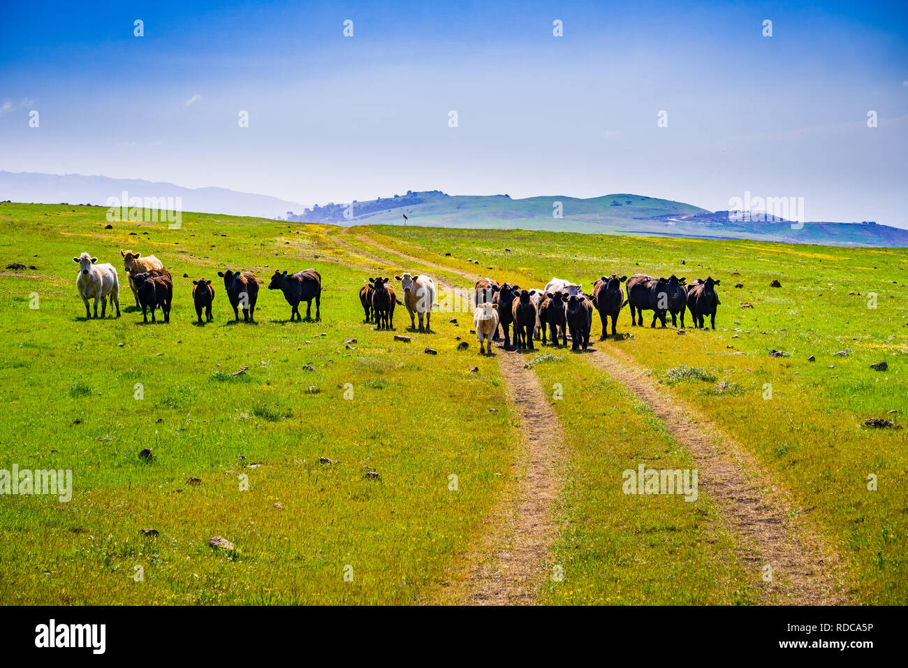 Herd meadow hi-res stock photography and images - Alamy