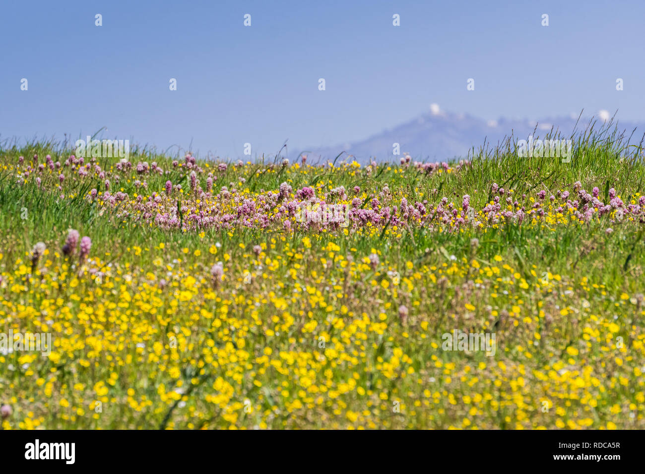 Goldfield and owl's clover wildflowers blooming on serpentine soil in ...