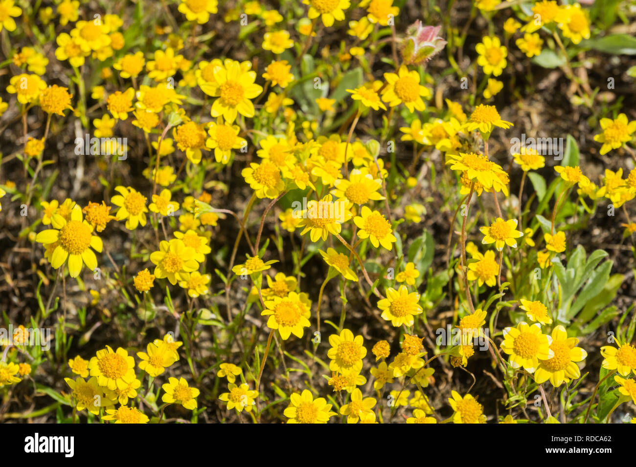 Goldfields blooming on meadows, view from above, California Stock Photo ...