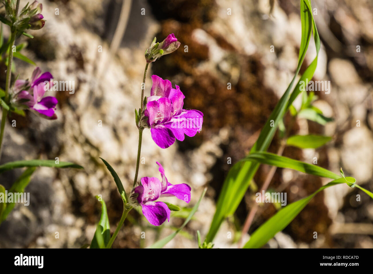 Purple Chinese Houses (Collinsia heterophylla) wildflowers, Pinnacles ...
