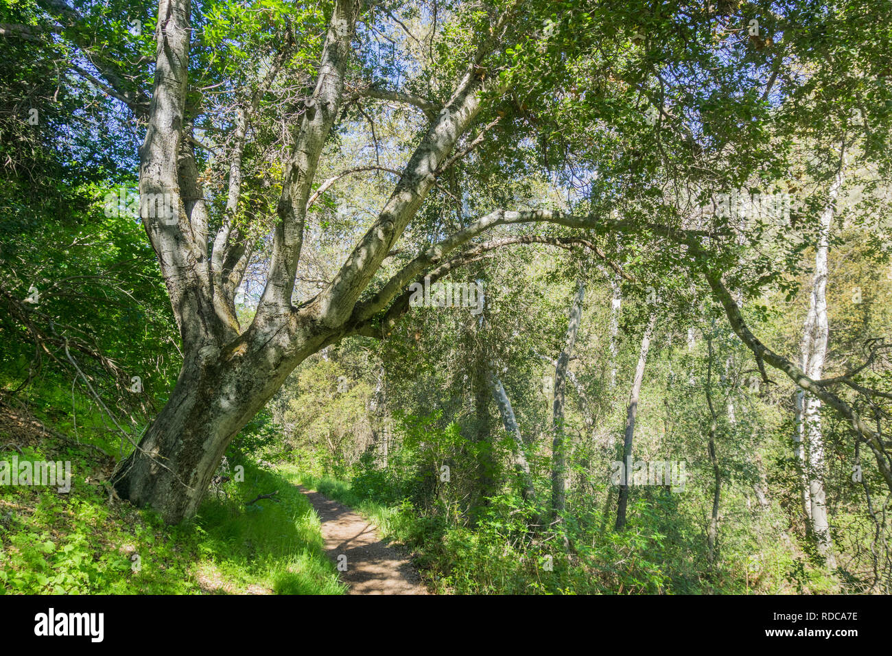 Hiking through the forest in the spring, Pinnacles National Park ...