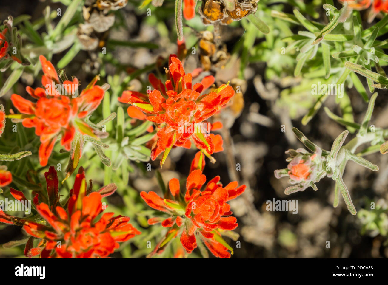 Indian paintbrush (Castilleja), Pinnacles National Park, California ...