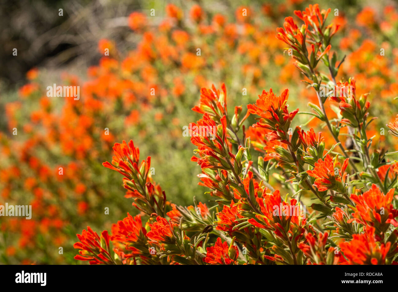 Indian paintbrush (Castilleja), Pinnacles National Park, California ...