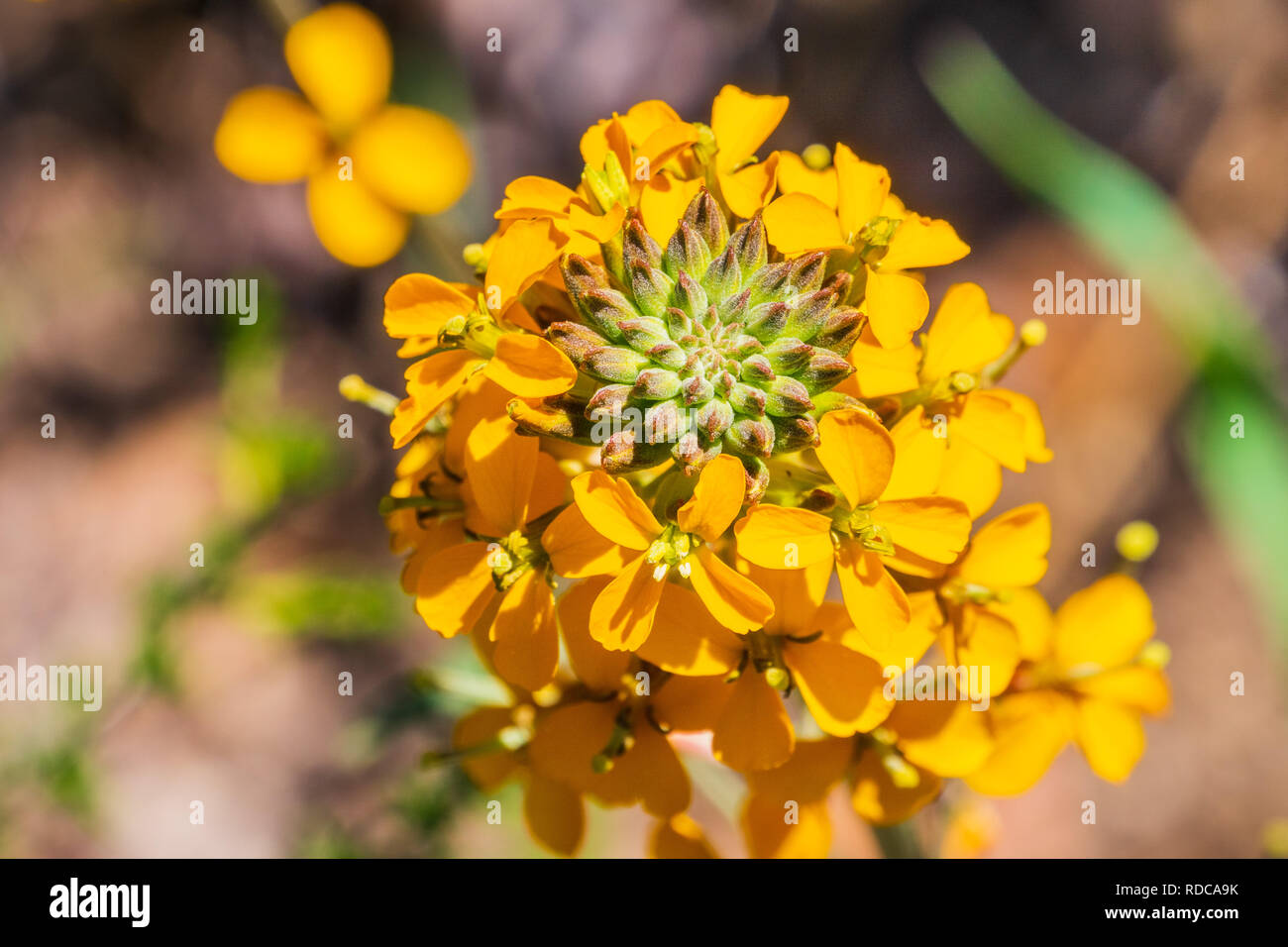 Wallflower hi-res stock photography and images - Alamy