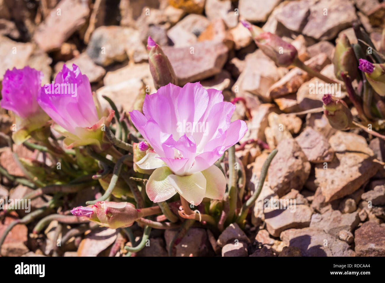 Montana bitterroot flower hi-res stock photography and images - Alamy