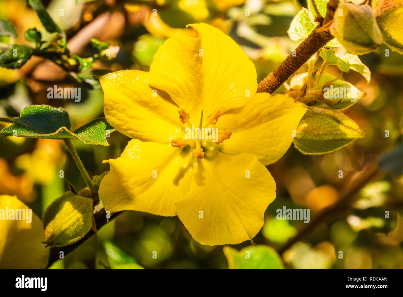 Fremontodendron californicum hi-res stock photography and images - Alamy