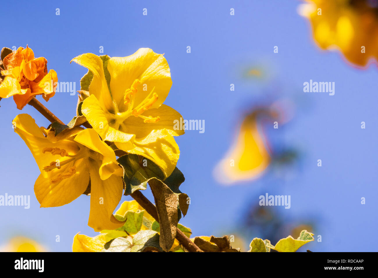California Flannelbush (Fremontodendron californicum) flowering in ...