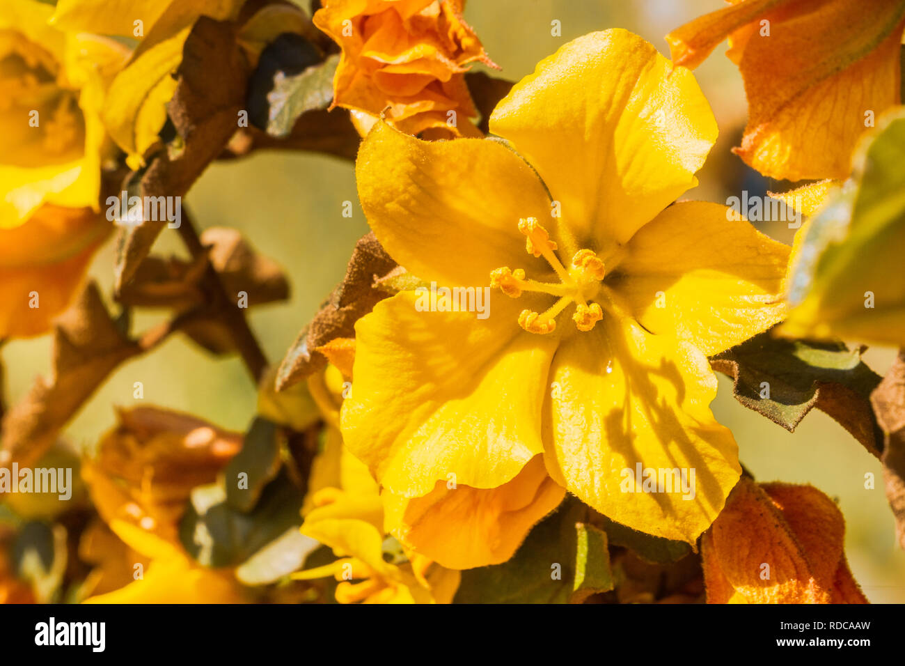 Close up of California Flannelbush (Fremontodendron californicum ...
