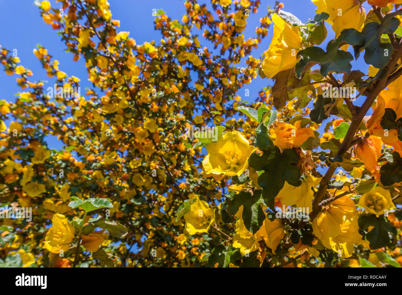 California Flannelbush (Fremontodendron californicum) flowering in ...