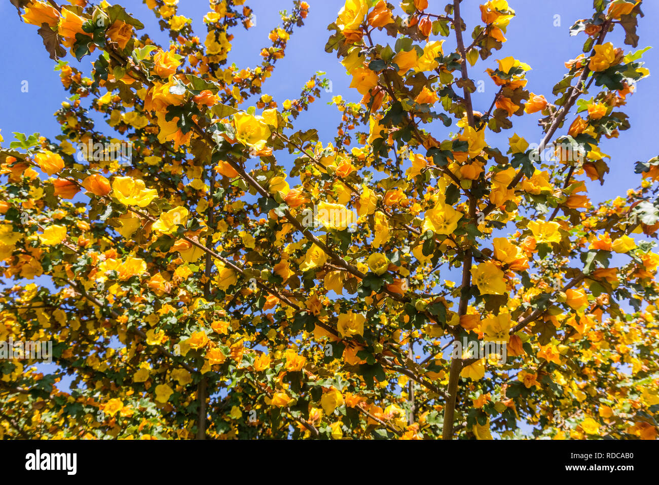 Fremontodendron californicum hi-res stock photography and images - Alamy