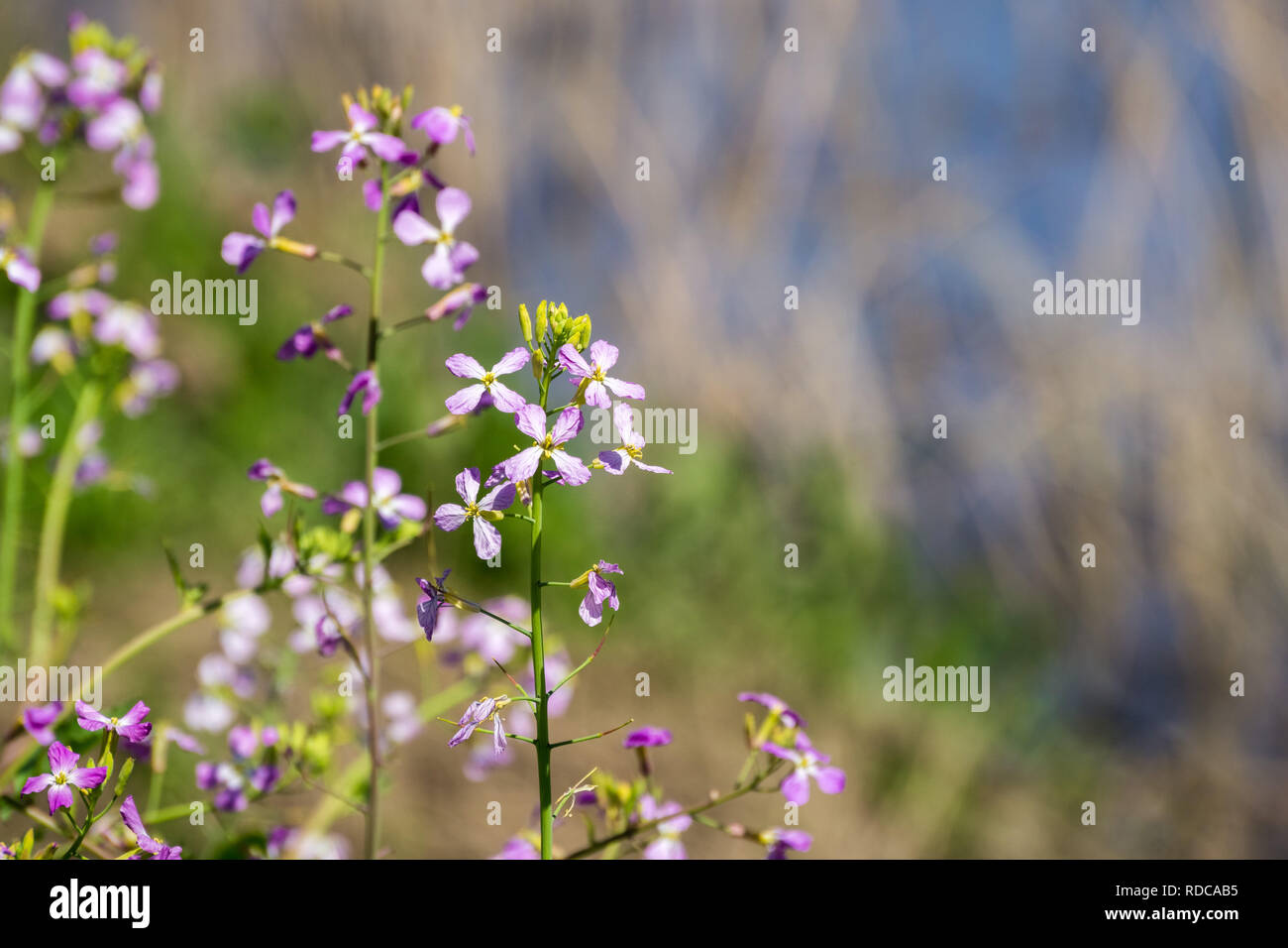 Wild radish (Raphanus raphanistrum) flower, San Francisco bay area ...