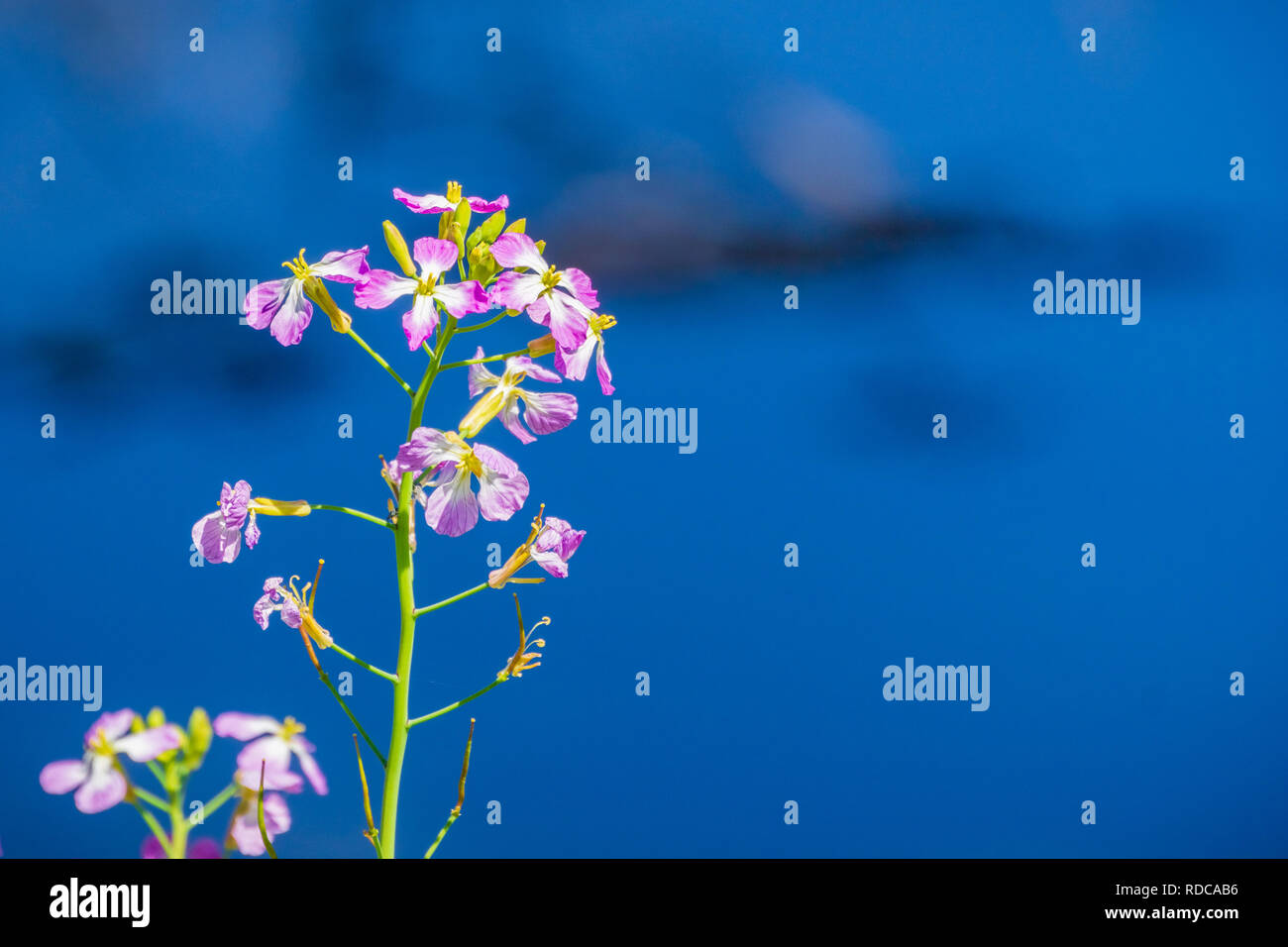 Wild radish (Raphanus raphanistrum) flower on a dark blue background ...
