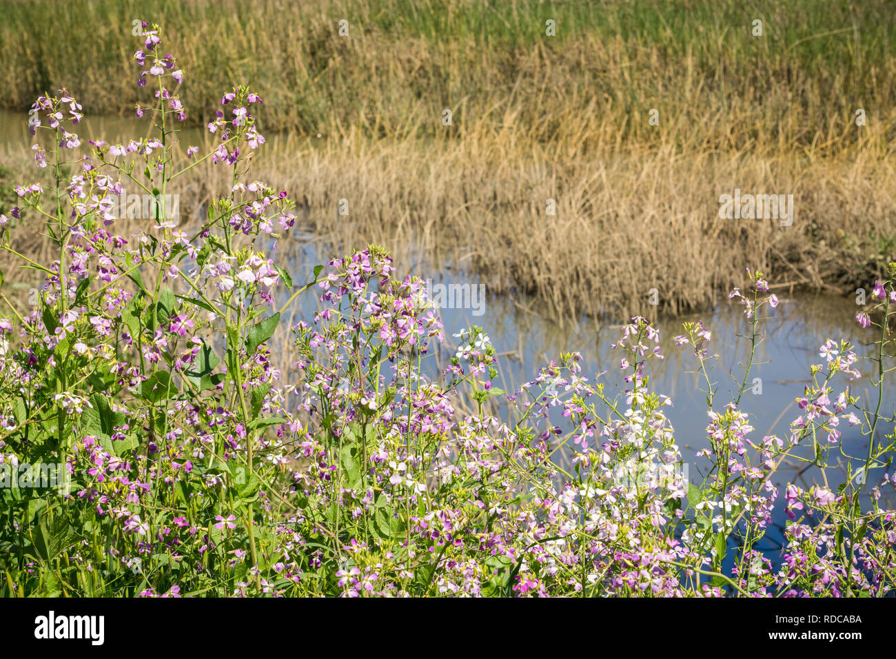 Wild radish (Raphanus raphanistrum) flower, San Francisco bay area ...