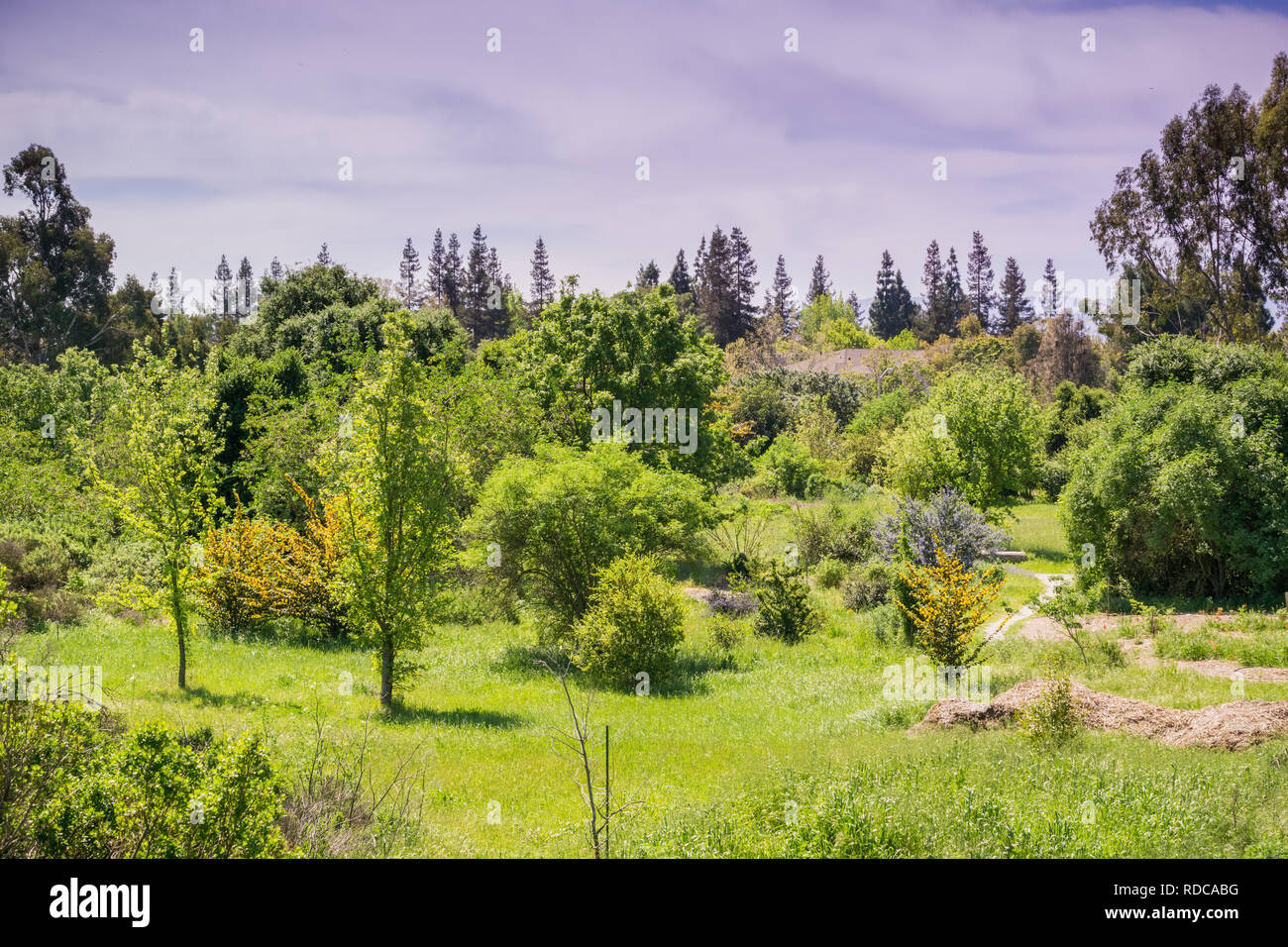 San francisco bay area native plants hi-res stock photography and ...