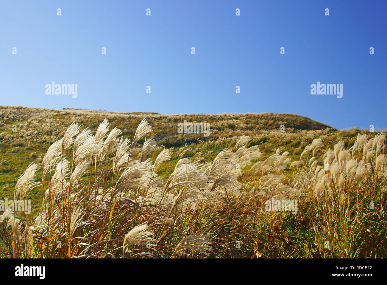 Japanese Grass (Miscanthus Sinensis) in Hiraodai, Fukuoka Prefecture ...