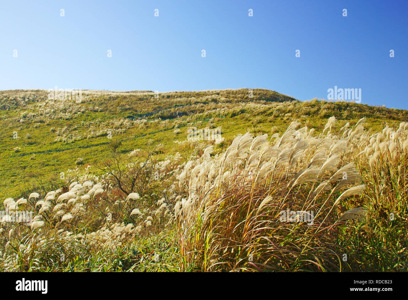 Japanese Grass (Miscanthus Sinensis) in Hiraodai, Fukuoka Prefecture ...