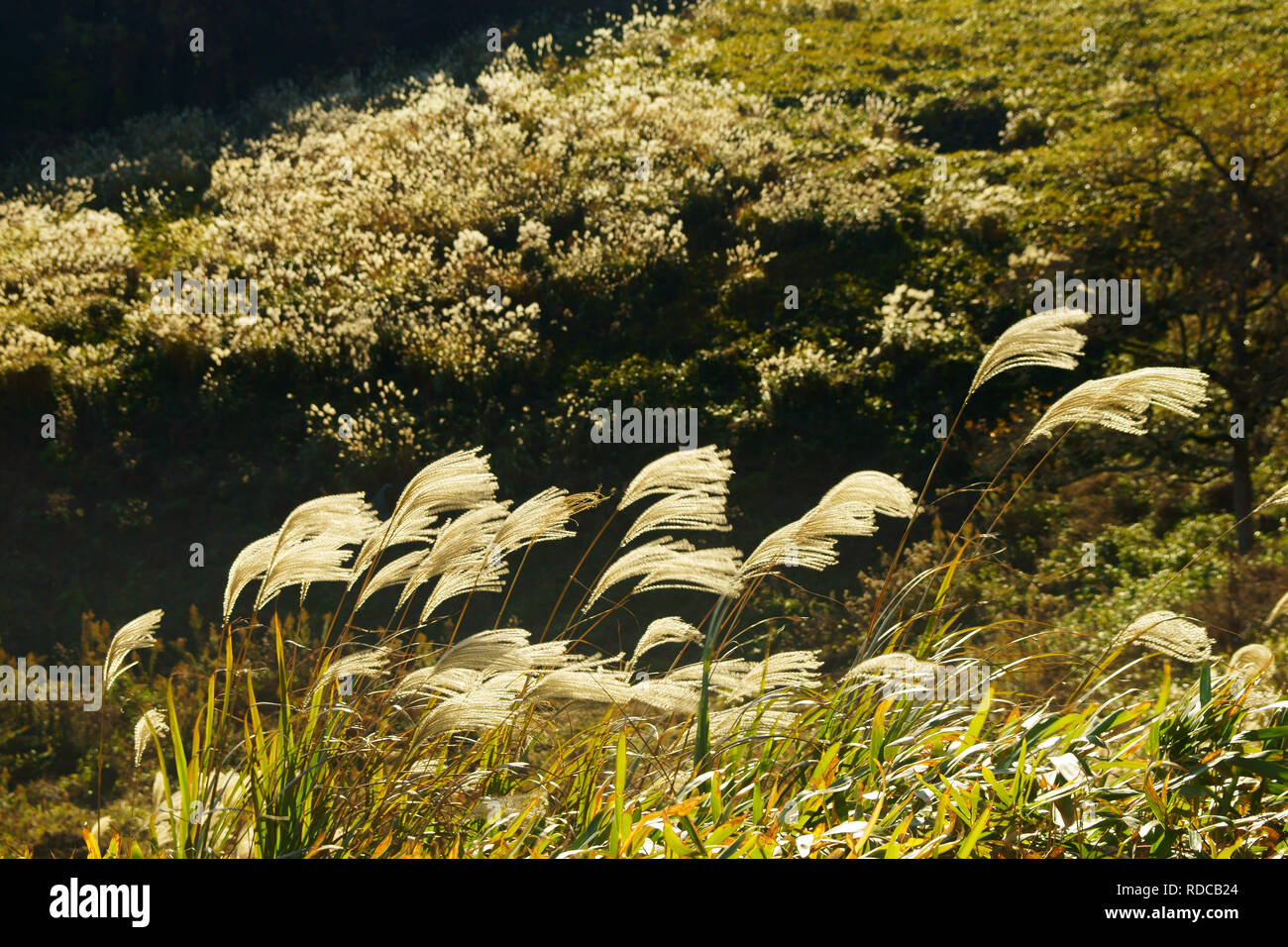 Japanese Grass (Miscanthus Sinensis) in Hiraodai, Fukuoka Prefecture ...