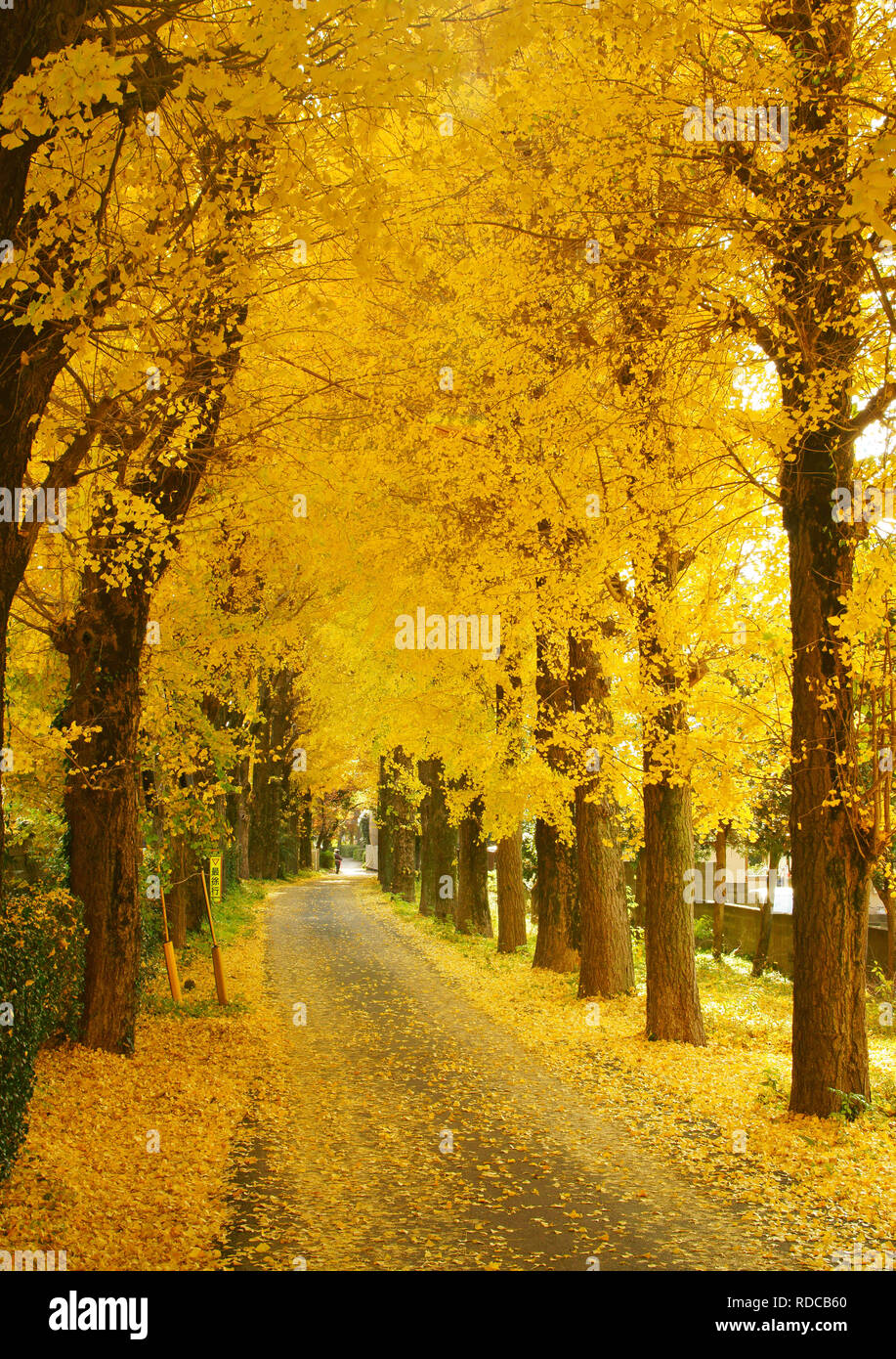 Tree lined of Ginkgo Biloba in Ooegakuen, Kumamoto Prefecture, Japan ...