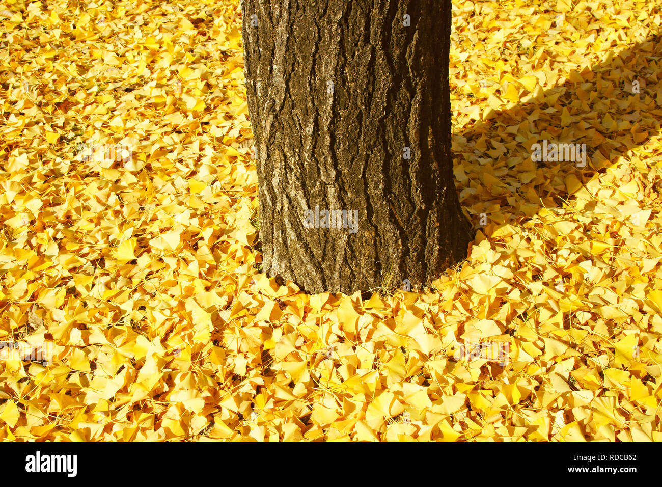 Ginkgo biloba trunk hi-res stock photography and images - Alamy