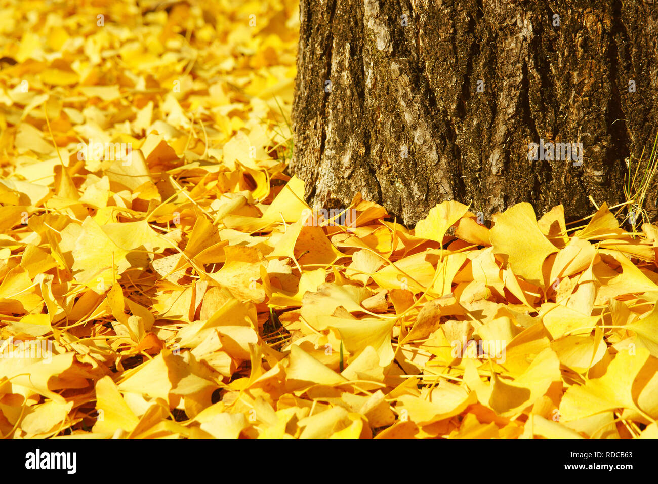 Fallen Leaves of Ginkgo Biloba Stock Photo - Alamy