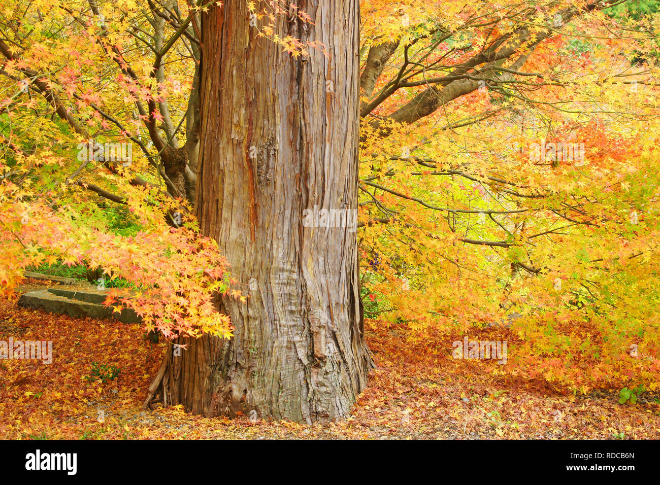 Futagoji Temple, Oita Prefecture, Japan Stock Photo - Alamy
