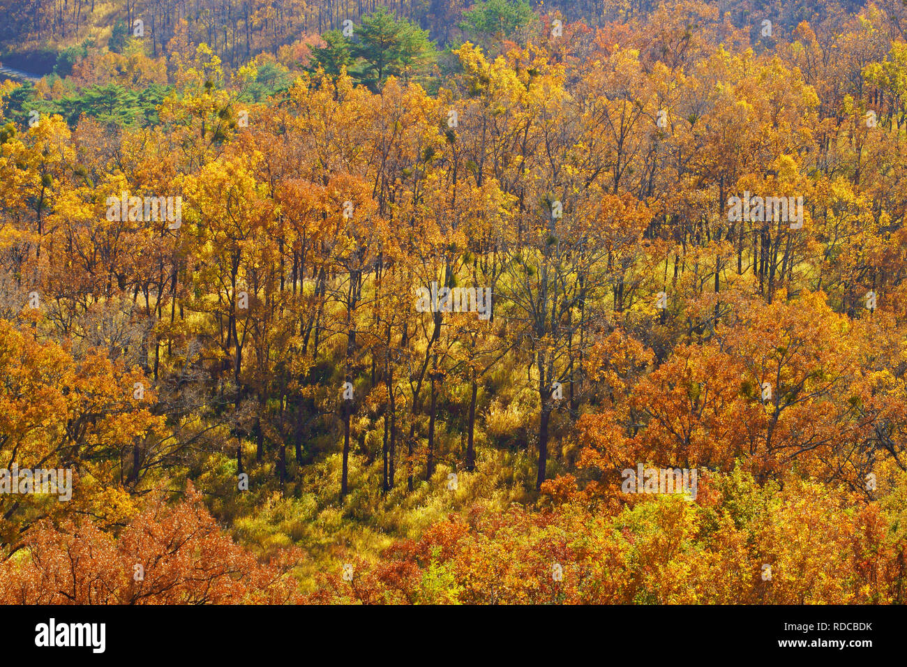 Forest of River Stream Stock Photo - Alamy