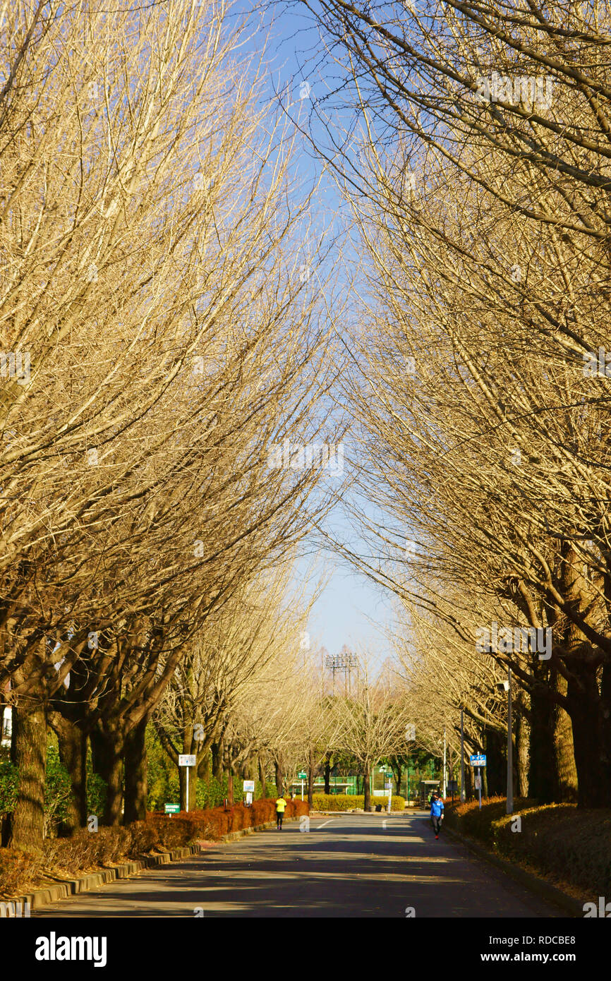 Tree lined of Ginkgo Biloba in Winter Stock Photo - Alamy